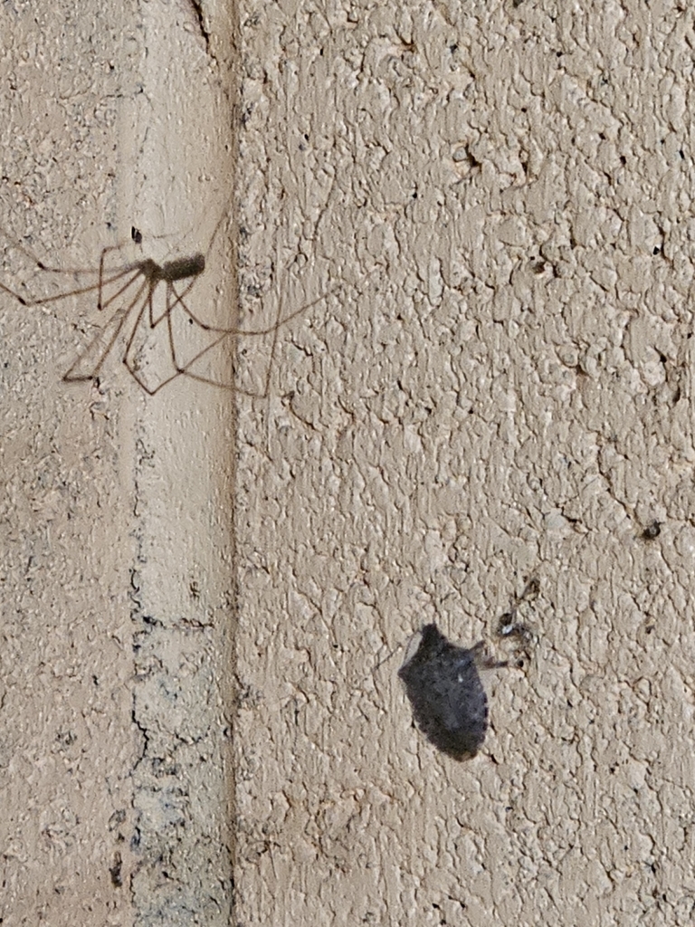 Common Cellar Spiders from Bath Township, OH, USA on February 1, 2025 ...