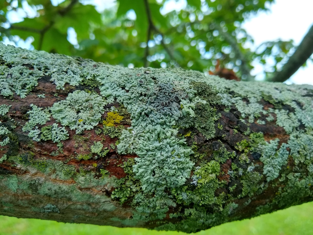 common lichens from West Coxsackie, NY 12192, USA on July 31, 2019 at ...
