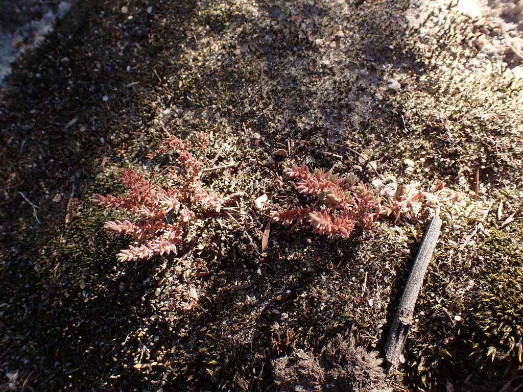 Crassula colligata from Garfield North VIC 3814, Australia on March 01 ...