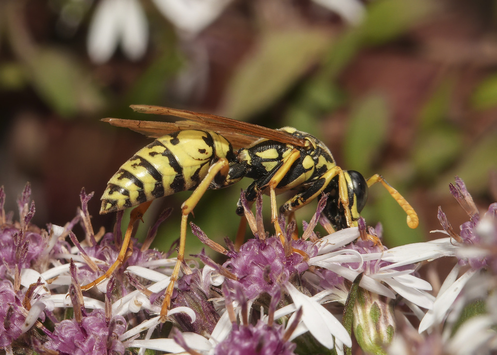 European Paper Wasp from 619 Tanglewood Dr, Richland, WA 99352, USA on ...