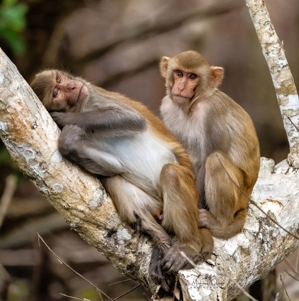 Rhesus Macaque from Naples, FL 34105, USA on February 01, 2025 at 10:54 ...