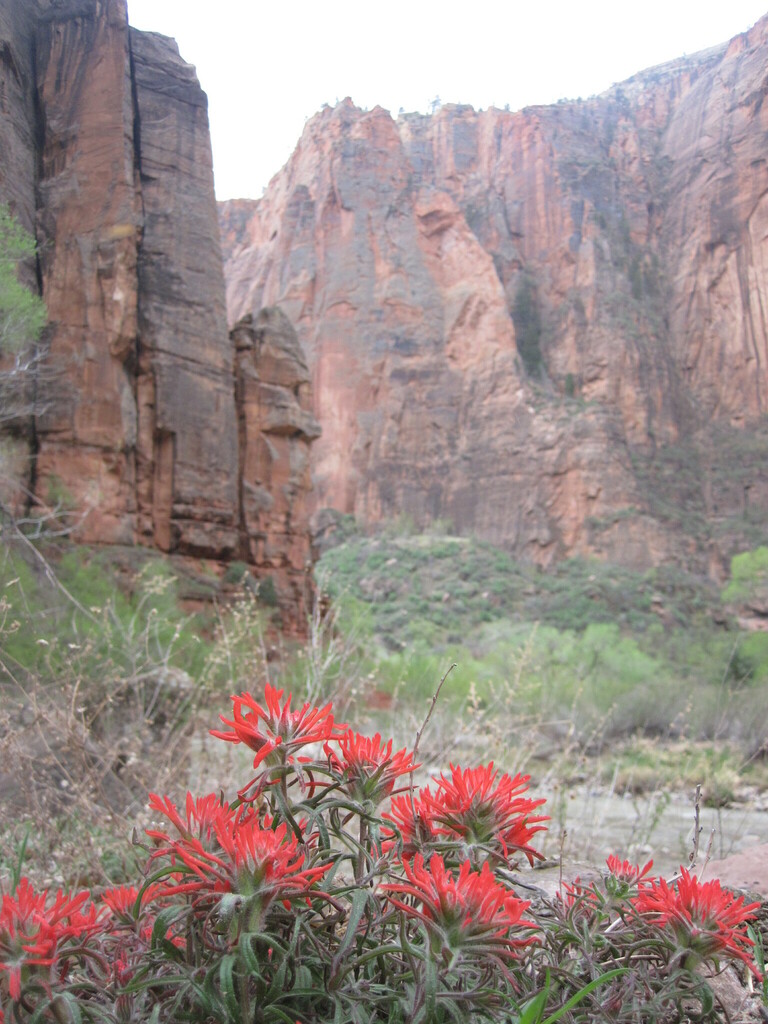 rough Indian paintbrush from Zion National Park, Utah, USA on April 11 ...