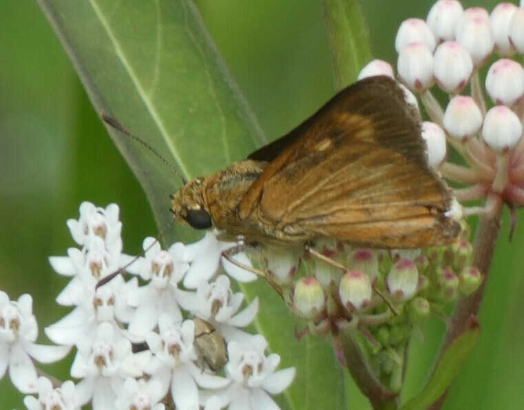 Byssus Skipper from Florida, Levy, Gulf Hammock Wildlife Management ...