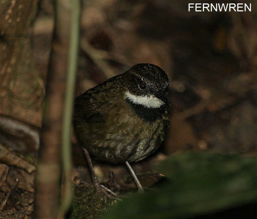 Fernwren from Shannonvale QLD 4873, Australia on August 2, 2011 at 10: ...