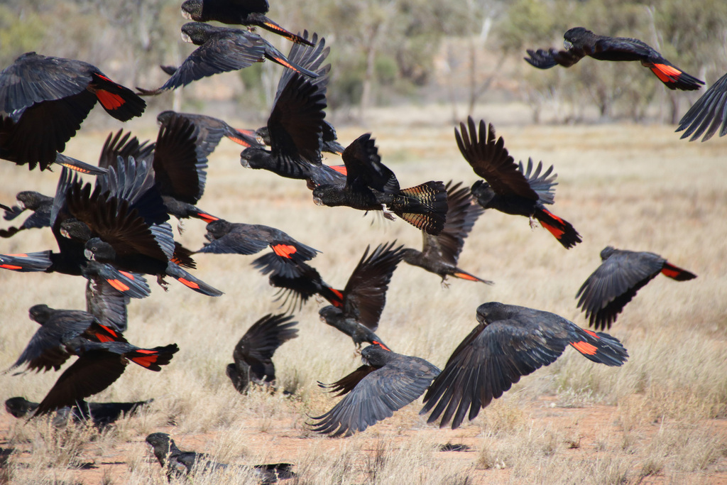 Inland Red-tailed Black Cockatoo from Petermann NT 0872, Australia on ...
