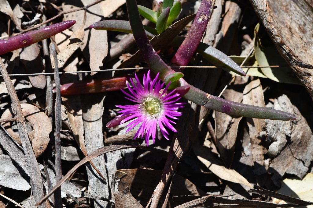 inland pigface from Long Forest FF Rs VIC 3340, Australia on September ...