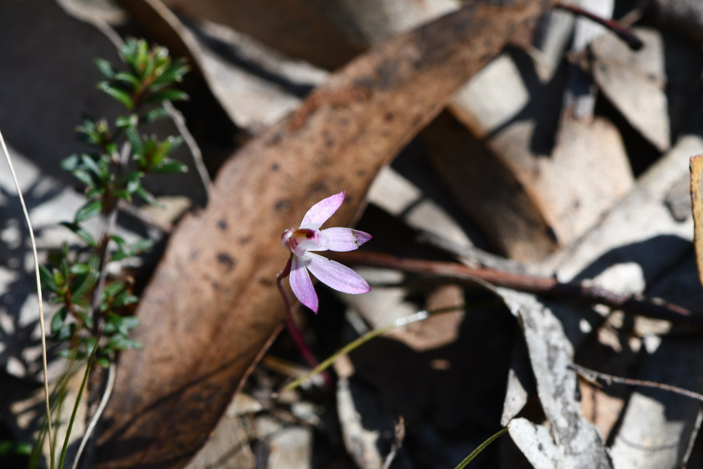 Pink Lady Fingers from Long Forest NCR VIC 3340, Australia on September ...