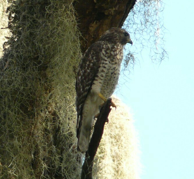 Red-shouldered Hawk from Florida, Orange, Winter Park, Genius Drive ...