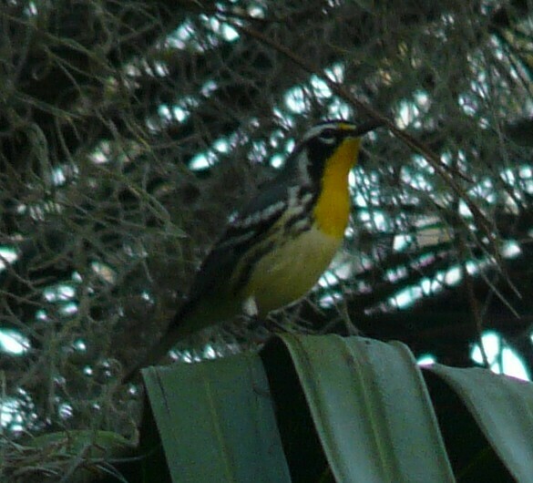 Yellow-throated Warbler (Yellow-lored) from Florida, Orange, Winter ...
