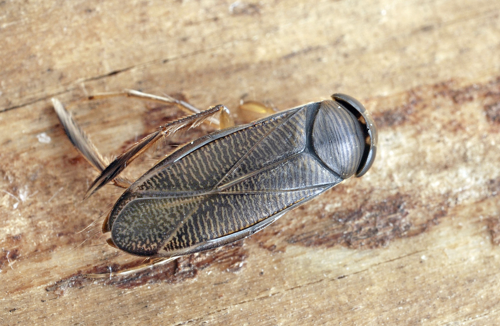 Callicorixa praeusta from Halkokari Kokkola, Suomi on April 30, 2008 at ...