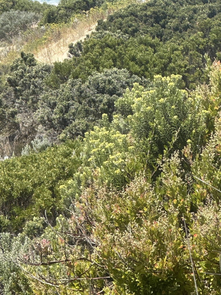 Coast Everlasting from Yambuk Public Purposes Reserve, Yambuk, VIC, AU ...
