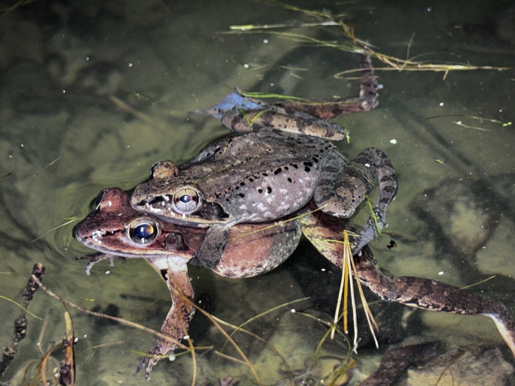 Wood Frog in January 2025 by andrewsbiologyadventures. Amplexus Last ...