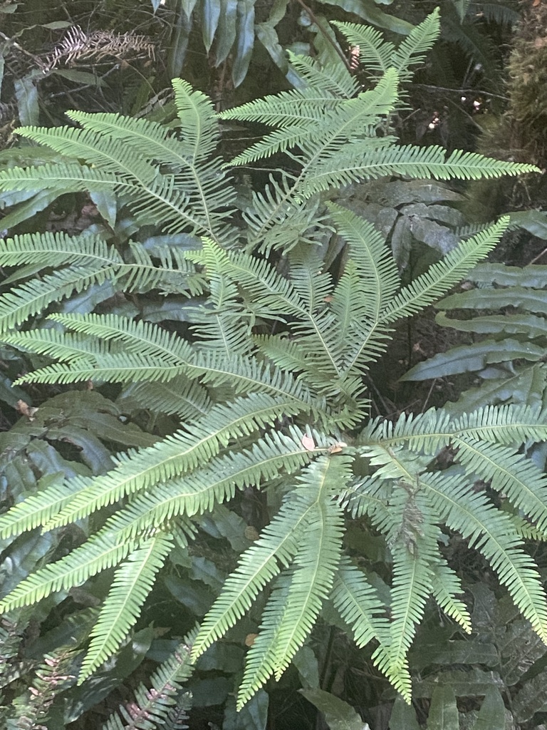 umbrella ferns from Toolangi State Forest, Toolangi, VIC, AU on ...