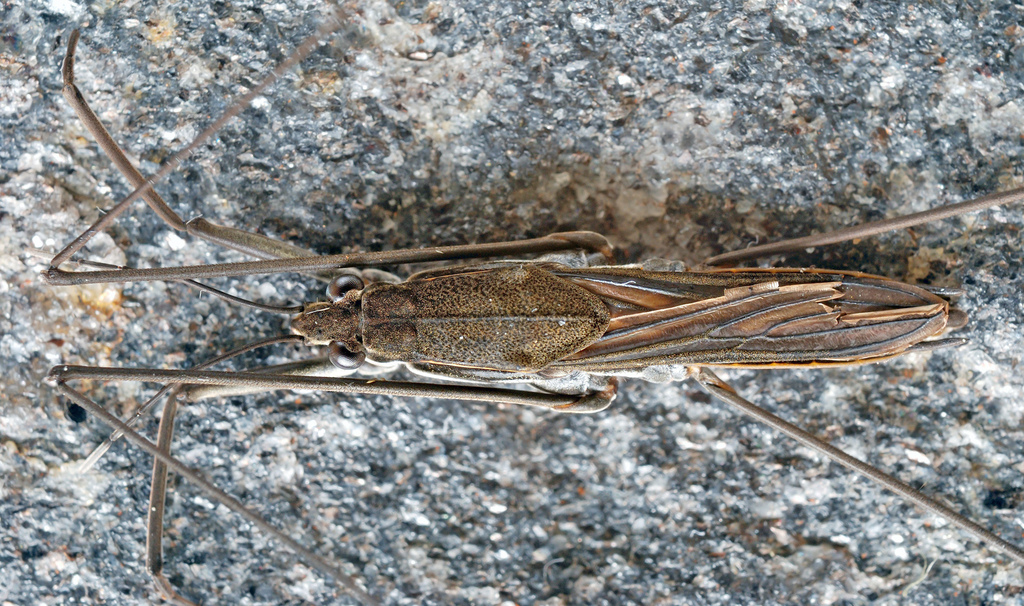 lake pondskater from Villmossen Kokkola, Suomi on June 23, 2008 at 05: ...