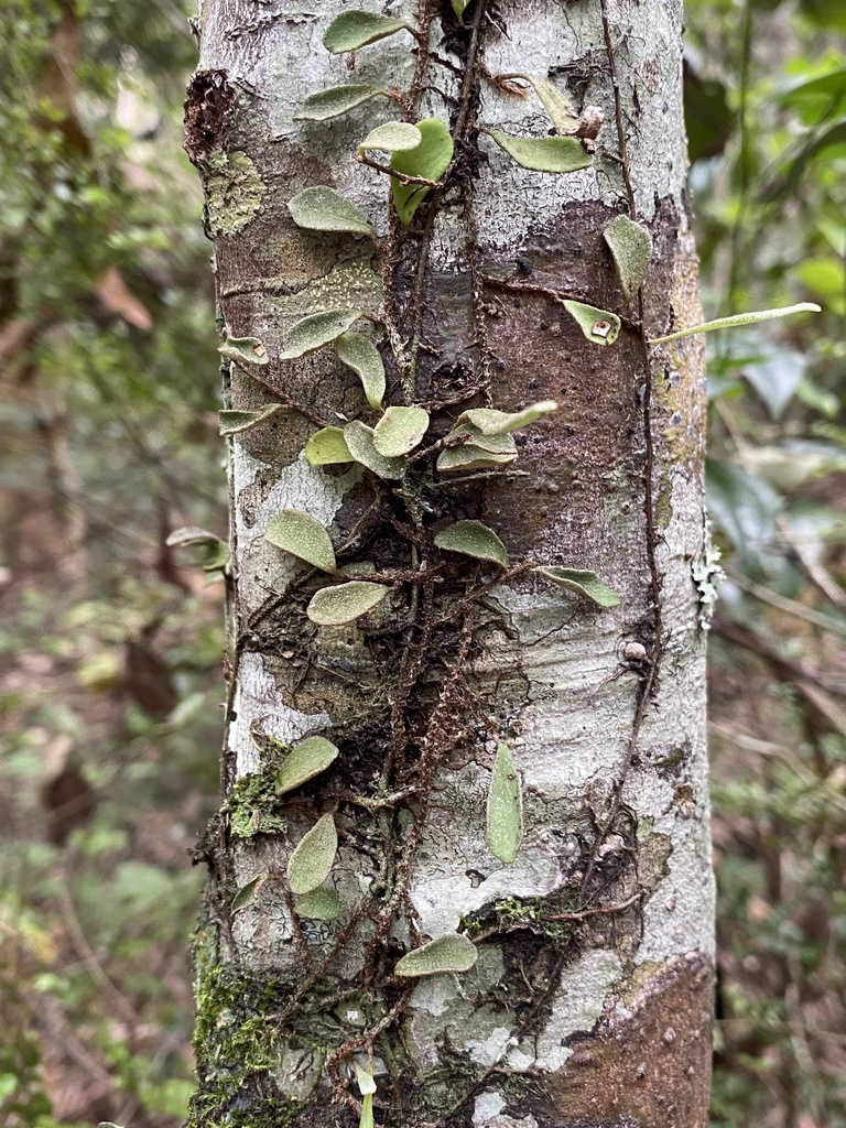 Rock Felt Fern from D’Aguilar National Park , Enoggera Reservoir, QLD ...