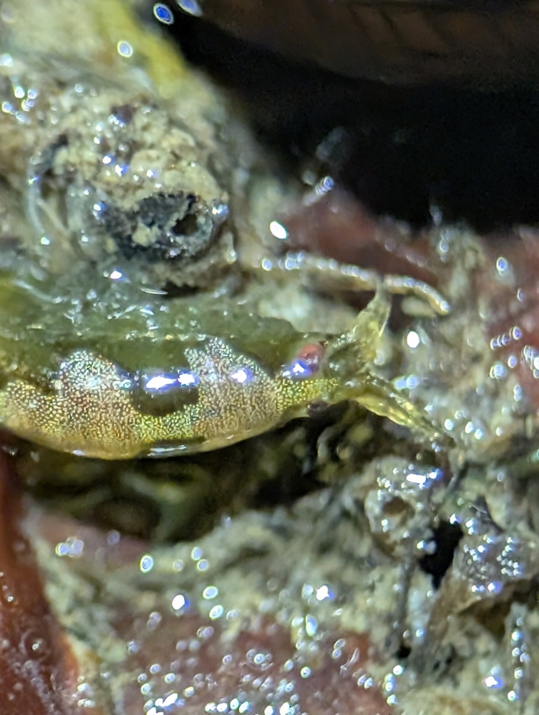 Hyalidae from Ucluelet, BC, Canada on February 1, 2025 at 09:15 PM by ...