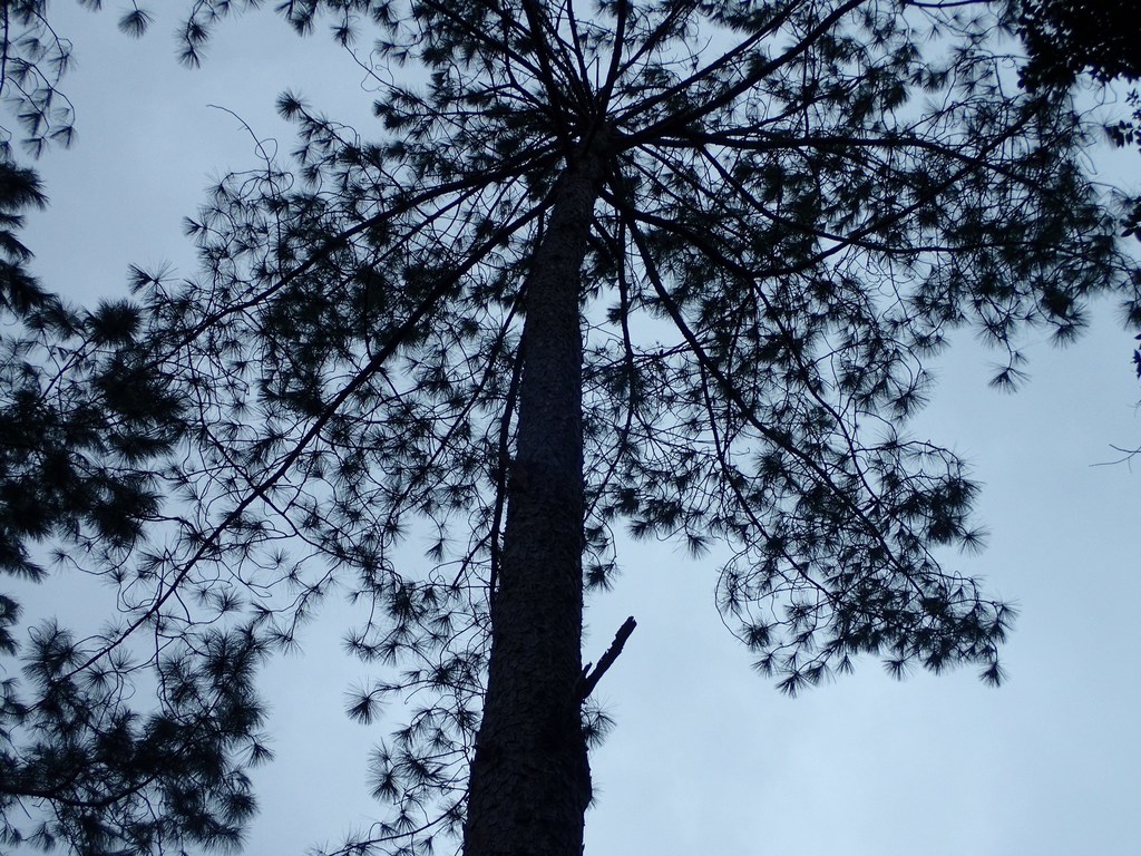 Tenasserim pine in July 2016 by David Renoult · iNaturalist