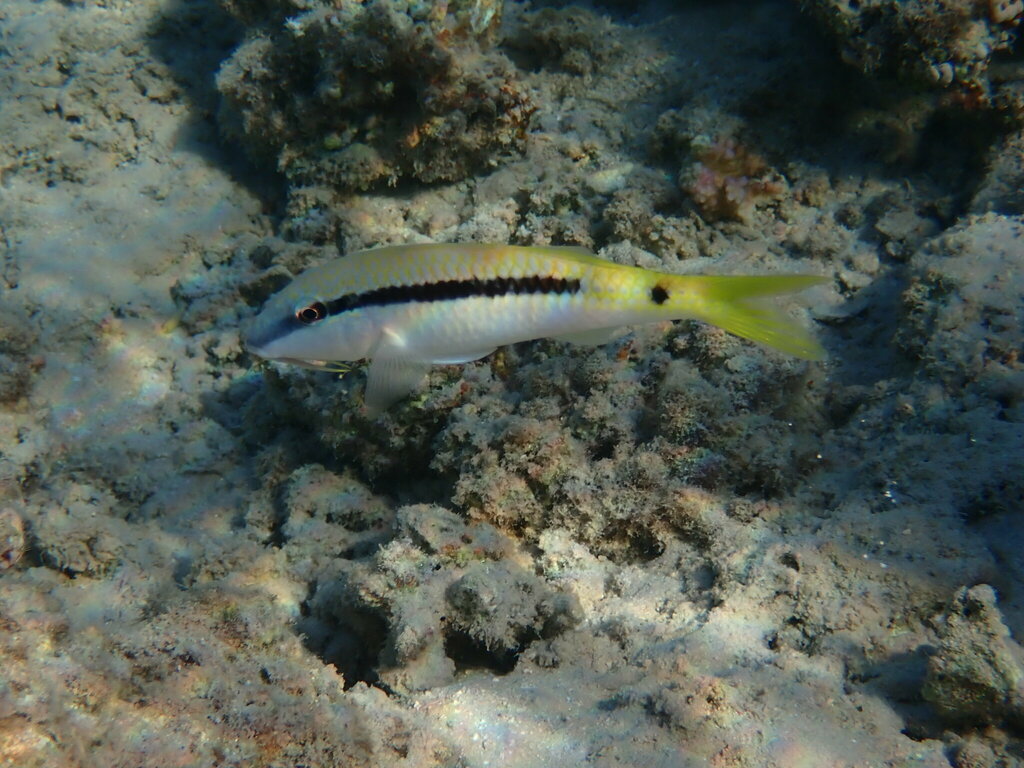 Red Sea Goatfish from Hurghada, Red Sea Governorate, Egypt on October ...