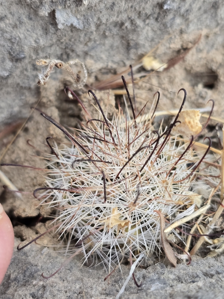 biznaga de cuatro ganchos desde Mountain Springs, NV 89161, USA el 01 ...