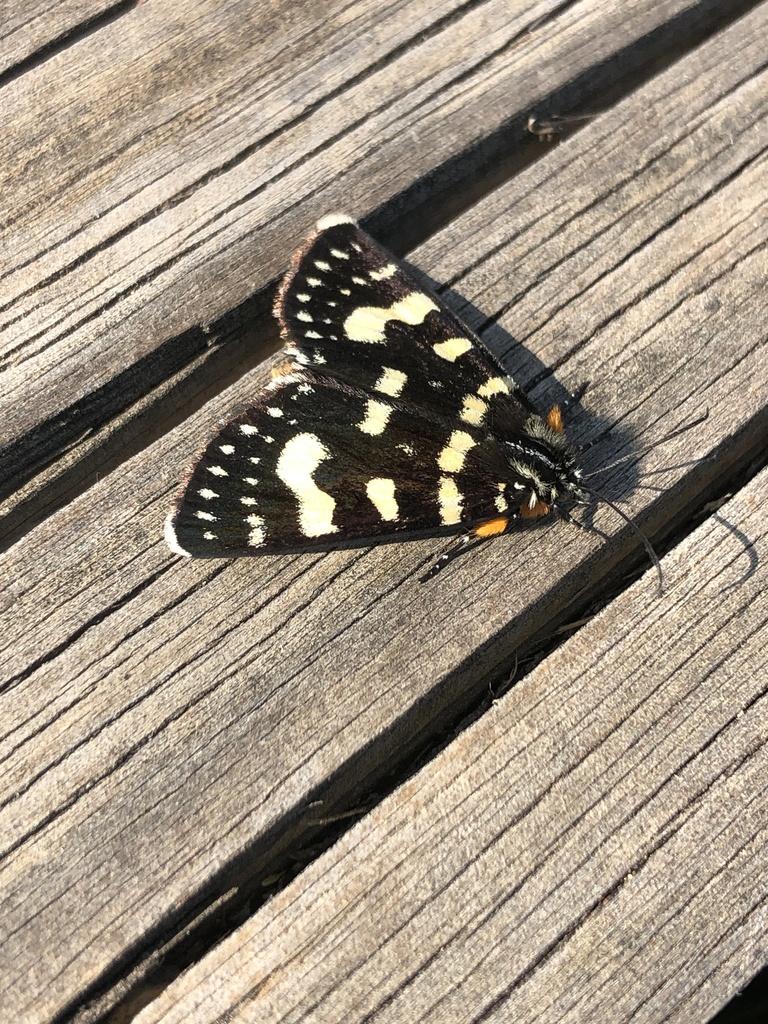 Willow-herb Day-moth from Arthur Rd, Mount Compass, SA, AU on February ...