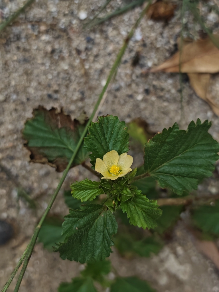 three-lobe false mallow from Yangjiang, CN-GD, CN on February 2, 2025 ...