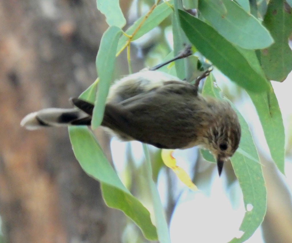 Striated Thornbill from Cherry walk, Bright VIC 3741, Australia on ...