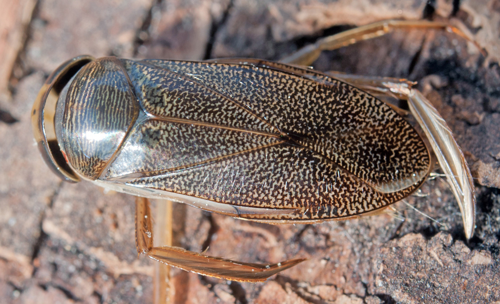Corixa dentipes from Bredvik Jakobstadsregionen, Suomi on June 22, 2015 ...