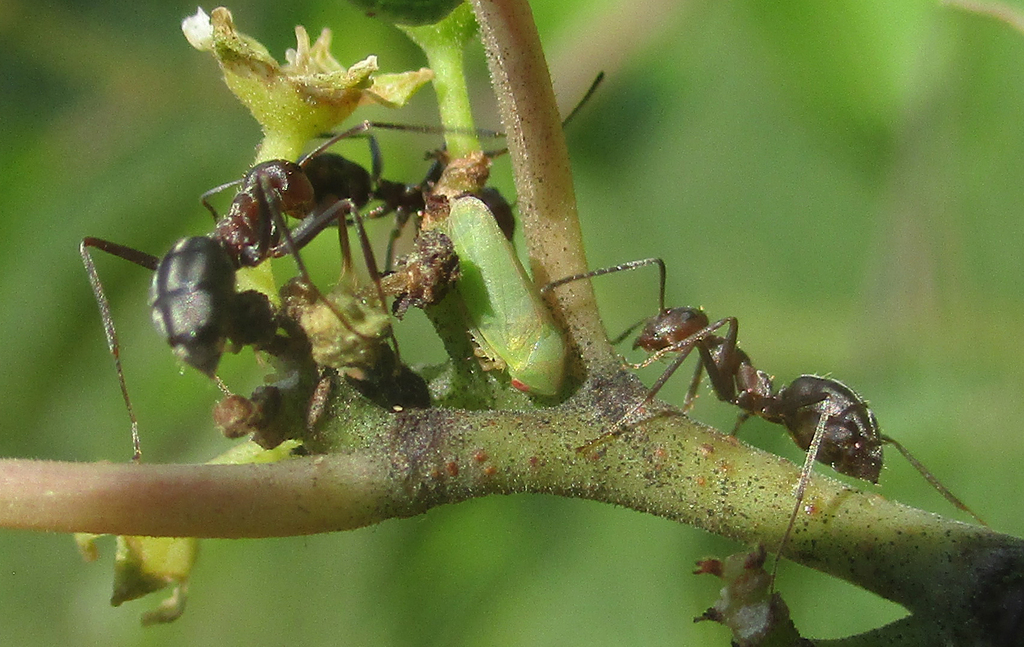 Formicine Ants from Serowe Botswana on January 28, 2025 by Botswanabugs ...