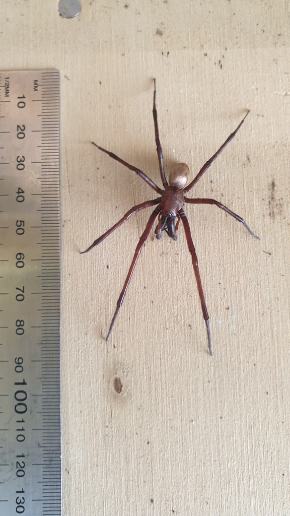 Sheetweb Spiders in February 2025 by huginnmunnin · iNaturalist