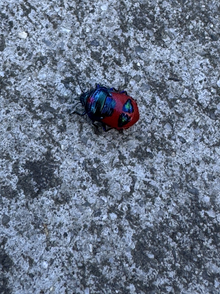 Red Jewel Bug from Merri Creek Reserve, Fitzroy North, VIC, AU on ...