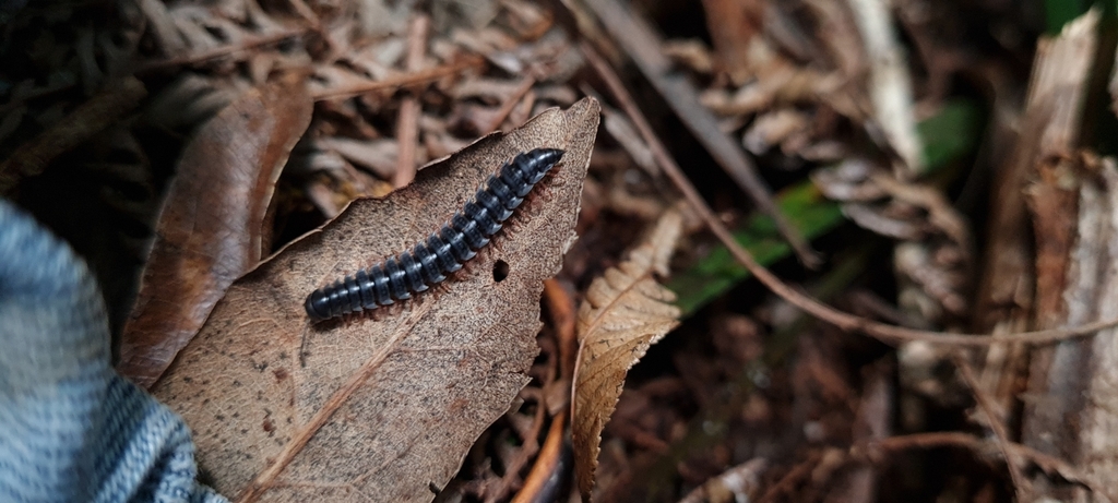 Pseudoprionopeltis from Te Puke 3182, New Zealand on February 2, 2025 ...