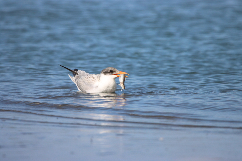 Crapatalus from Kapiti Coast District, Wellington, New Zealand on ...