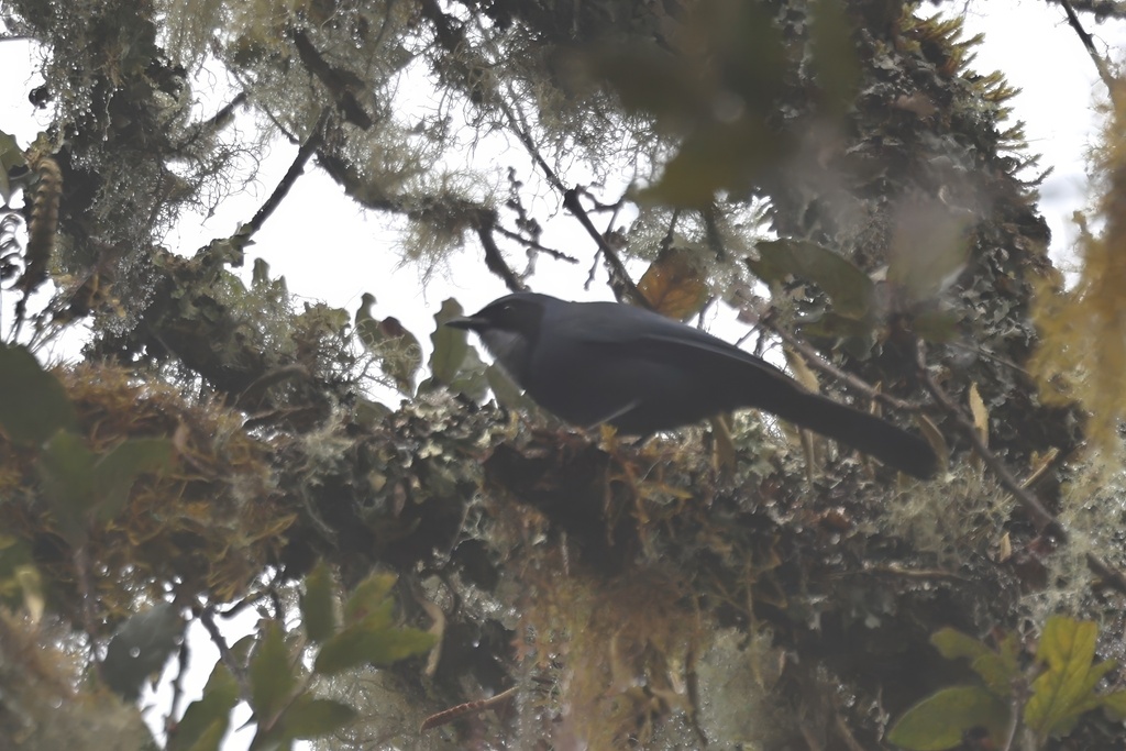 Dwarf Jay in January 2025 by nmoorhatch. In bad light. Was in the ...