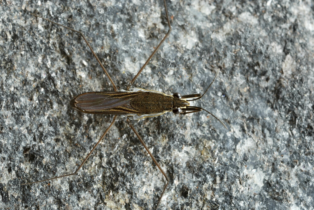 Gerris odontogaster from Villmossen Kokkola, Suomi on June 23, 2008 at ...