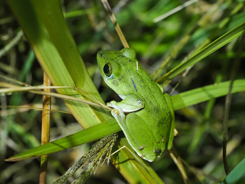 Amami Green Tree Frog in December 2024 by Suzu Sato · iNaturalist