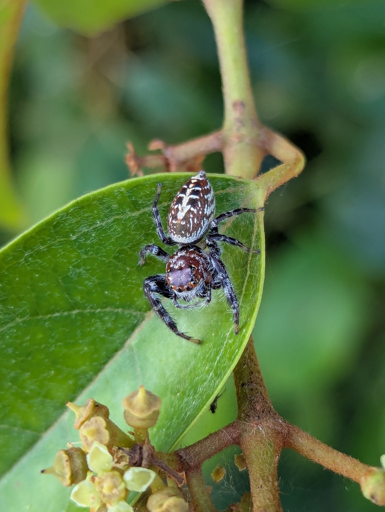 Massive Garden Jumping Spider from Arakoon NSW 2431, Australia on ...
