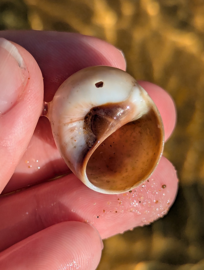Bladder Moon Snail from Saltwater NSW 2430, Australia on February 1 ...