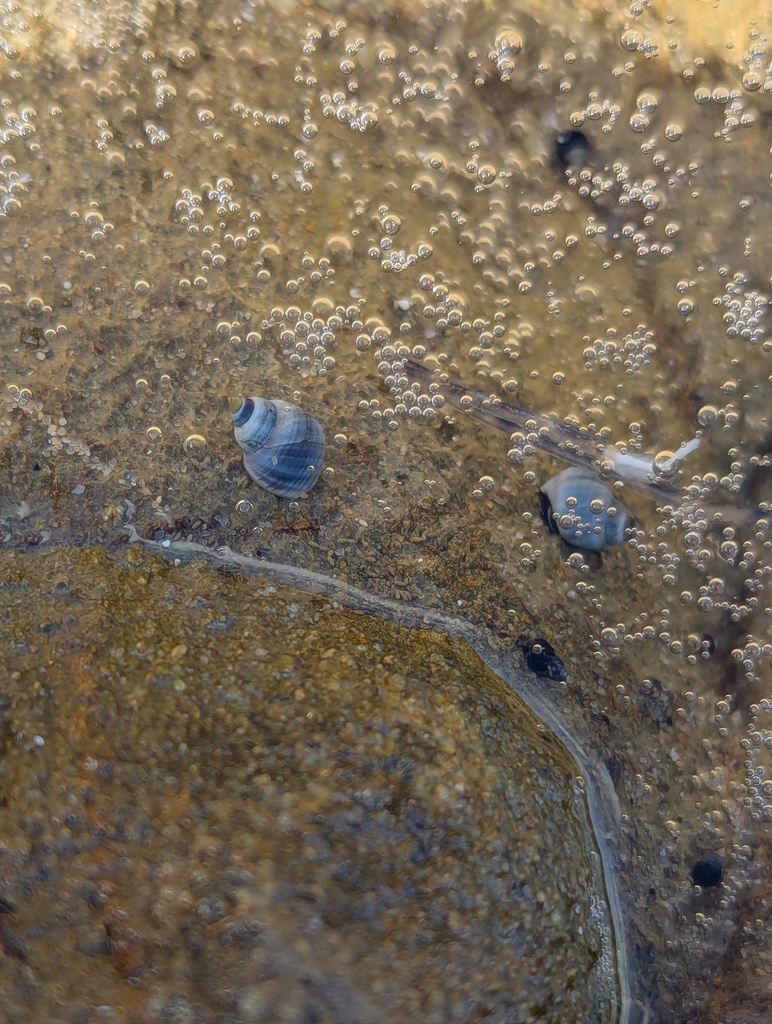 Little Blue Periwinkle from Saltwater NSW 2430, Australia on February 1 ...