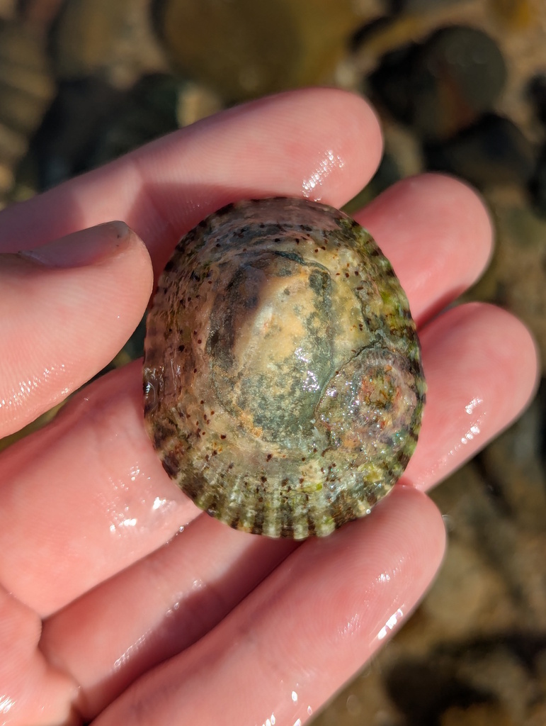 Variegated limpet from Saltwater NSW 2430, Australia on February 1 ...