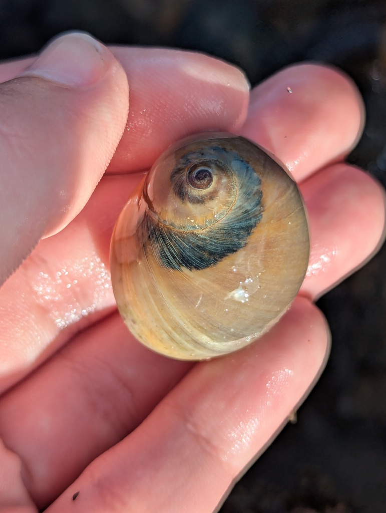 Conuber melastoma from Saltwater NSW 2430, Australia on February 1 ...