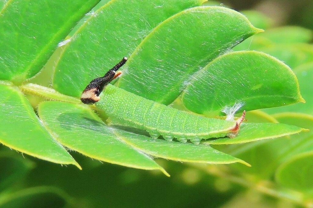 Tailed Emperor from Wallaga Lake NSW 2546, Australia on November 28 ...