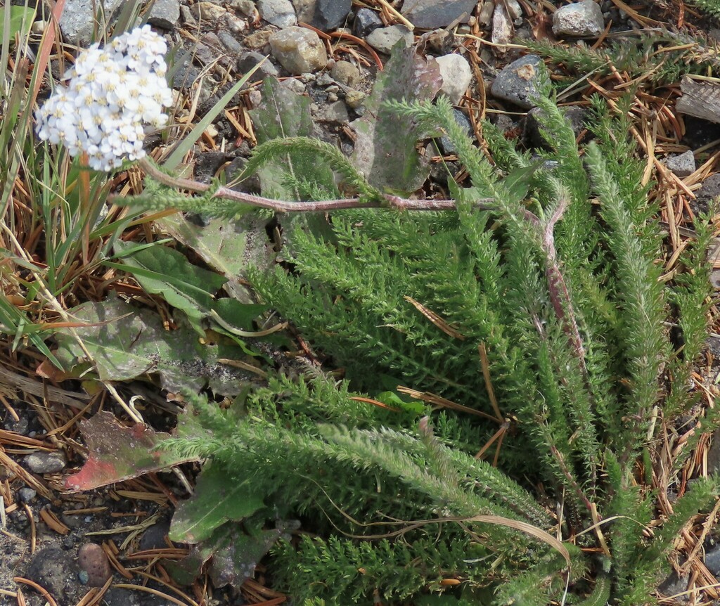 common yarrow from Yellowstone National Park, WY 82190, USA on ...