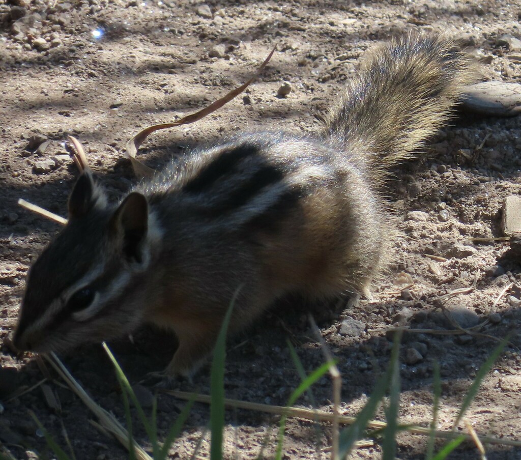 Yellow-pine Chipmunk from Yellowstone National Park, WY 82190, USA on ...