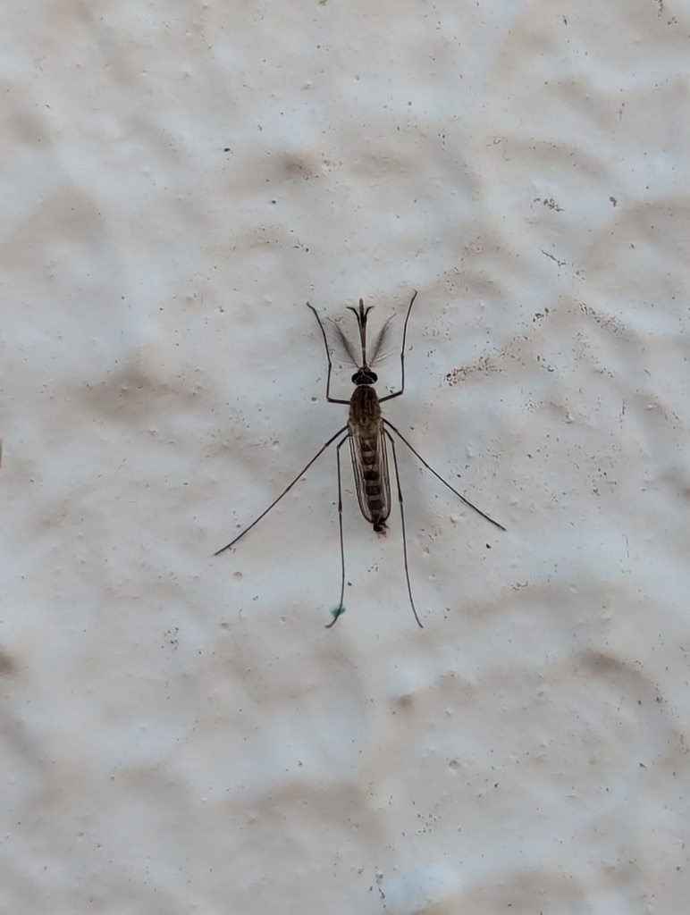 Culex from Greater Taree, New South Wales, Australia on February 2 ...