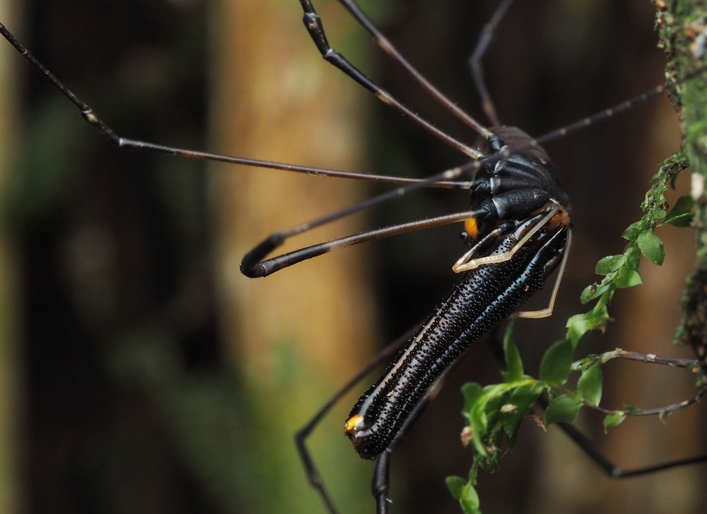 Forsteropsalis pureora from Oropi 3173, New Zealand on February 1, 2025 ...