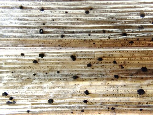 Genus Physalospora · iNaturalist