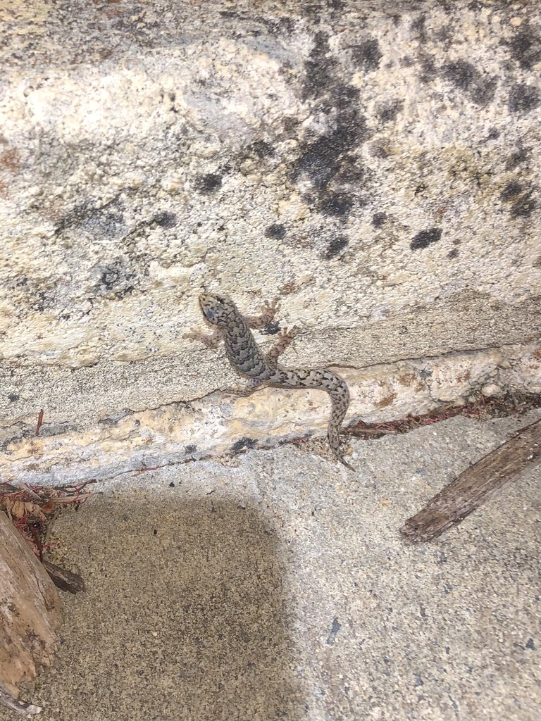 Southern Marbled Gecko from Brennan Promenade, Baldivis, WA, AU on ...