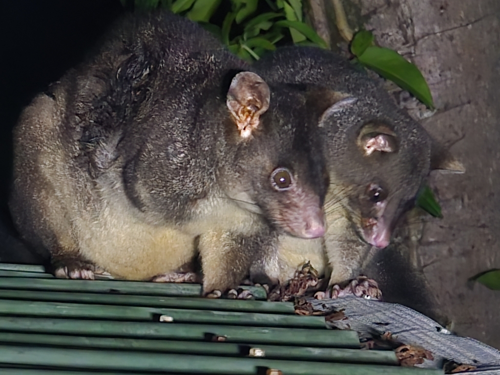 Short-eared Brush-tailed Possum from Brierfield NSW 2454, Australia on ...