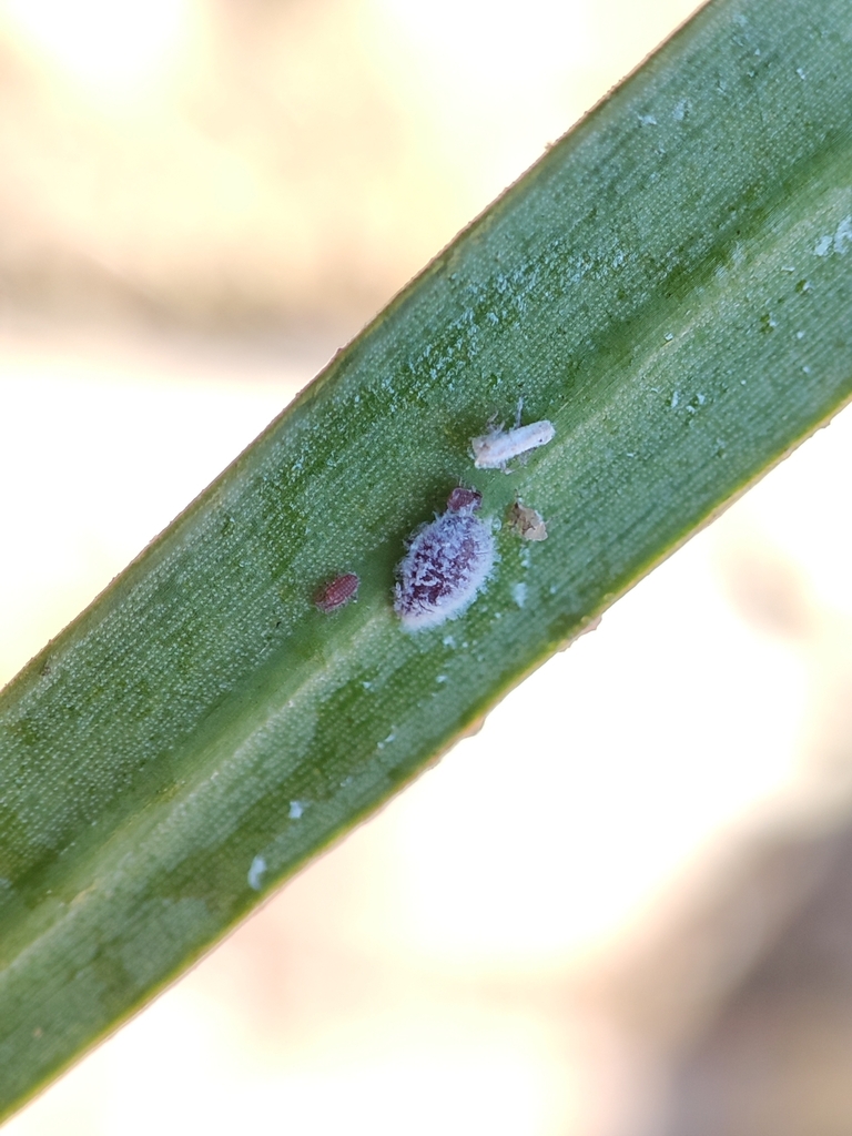 Podocarpus Aphid from Ningde, CN-FJ, CN on January 28, 2025 at 03:04 PM ...