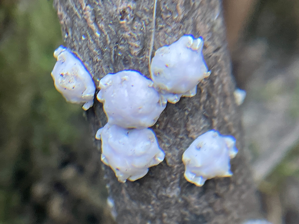 Indian Wax Scale in January 2025 by Nizanda · iNaturalist